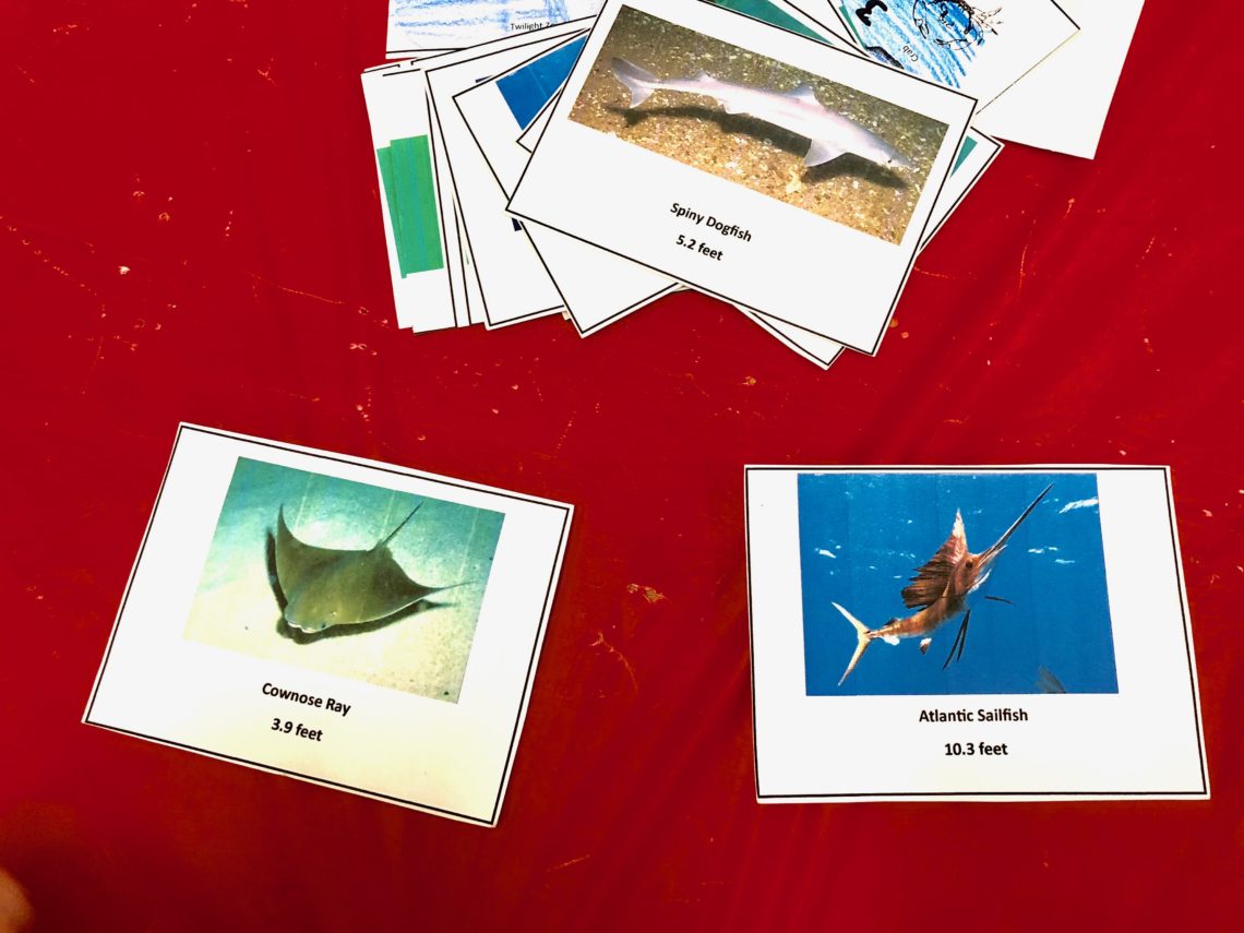 Science experiments and lessons for hands-on homeschoolers.