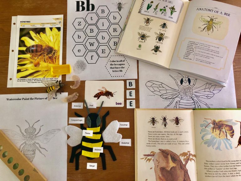 Science experiments and lessons for hands-on homeschoolers.