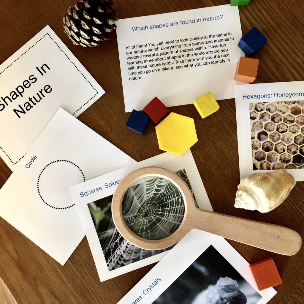 Shapes In Nature - Chickie & Roo Homeschool