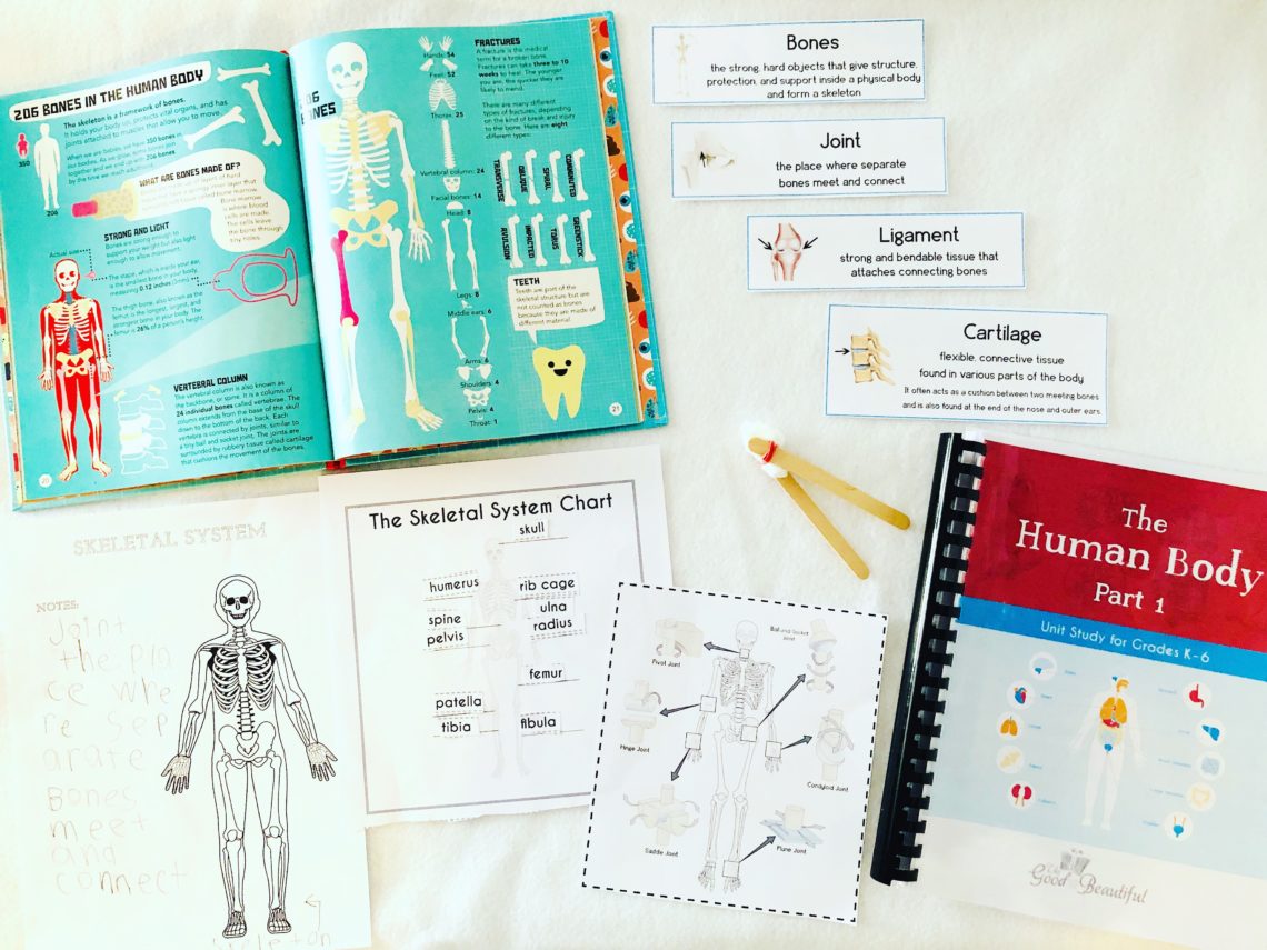 Human Body Homeschool: Part 1 - Chickie & Roo Homeschool