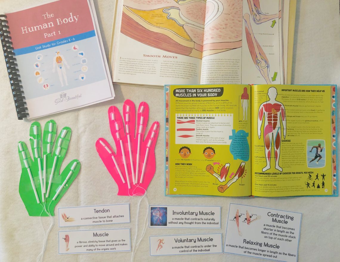 Human Body Homeschool: Part 1 - Chickie & Roo Homeschool