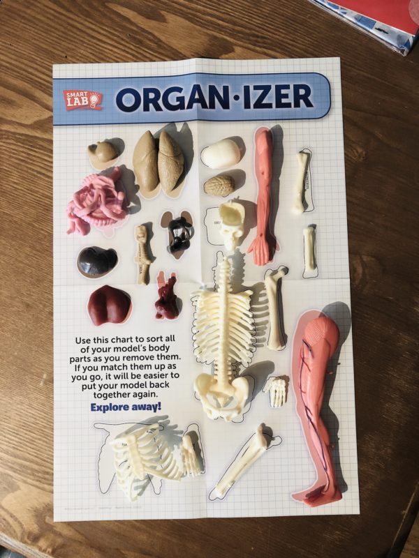 Human Body Homeschool: Part 1 - Chickie & Roo Homeschool