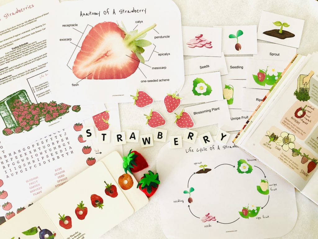 Strawberry Mini Unit Study - Chickie & Roo Homeschool