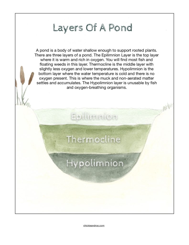 Layers Of Our World Collection-Nature Posters - Chickie & Roo Homeschool