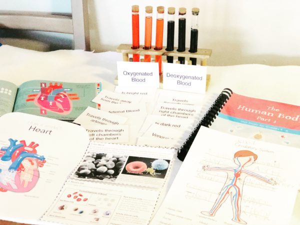 Human Body Homeschool: Part 2 - Chickie & Roo Homeschool