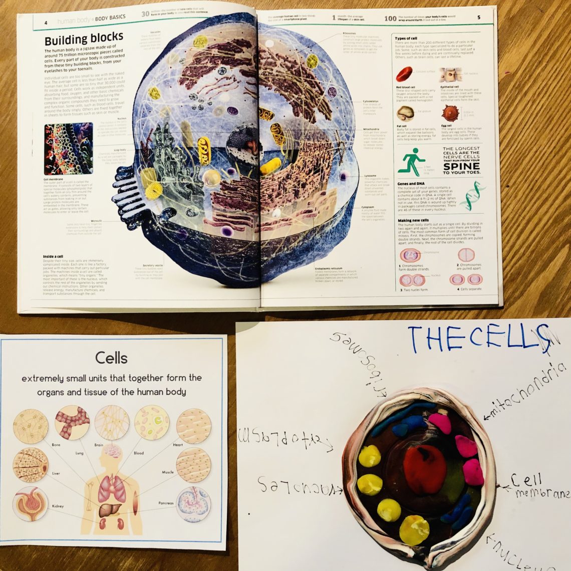 Human Body Homeschool: Part 2 - Chickie & Roo Homeschool