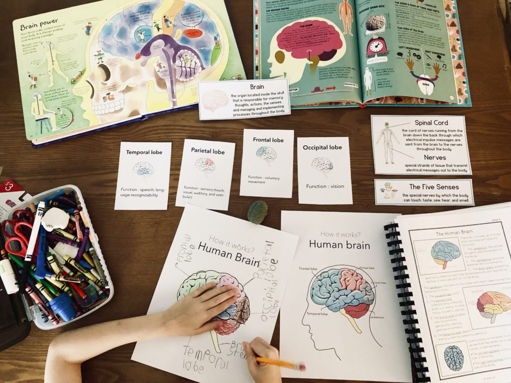 Human Body Homeschool: Part 2 - Chickie & Roo Homeschool