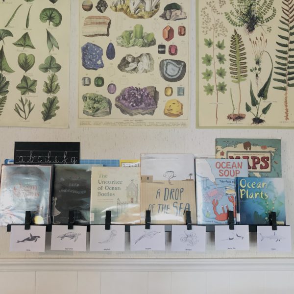 Ocean Unit Study - Chickie & Roo Homeschool