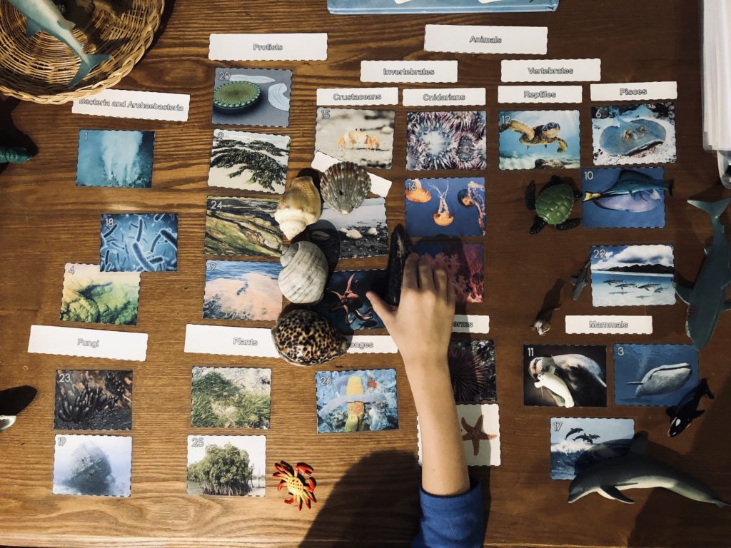 Ocean Unit Study - Chickie & Roo Homeschool