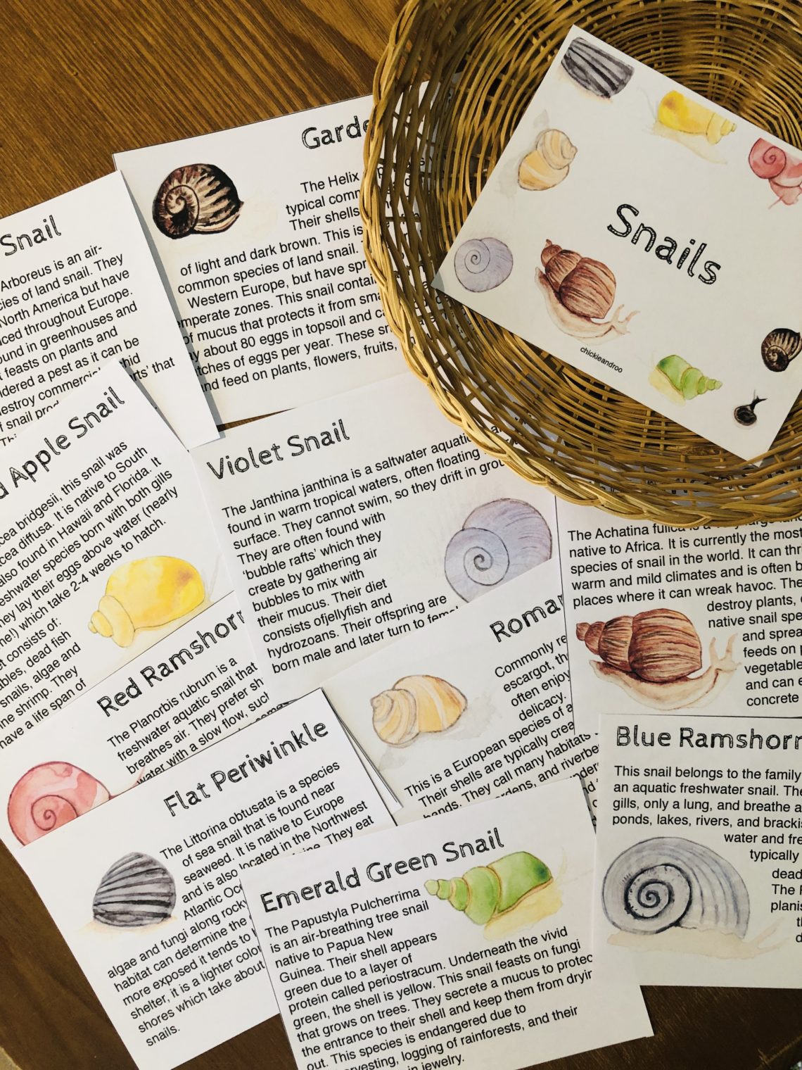 Snail Collection - Chickie & Roo Homeschool