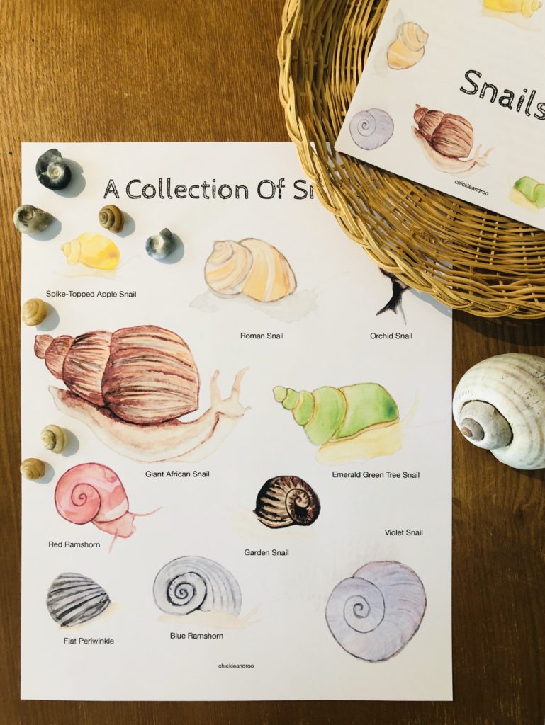 Snail Collection - Chickie & Roo Homeschool