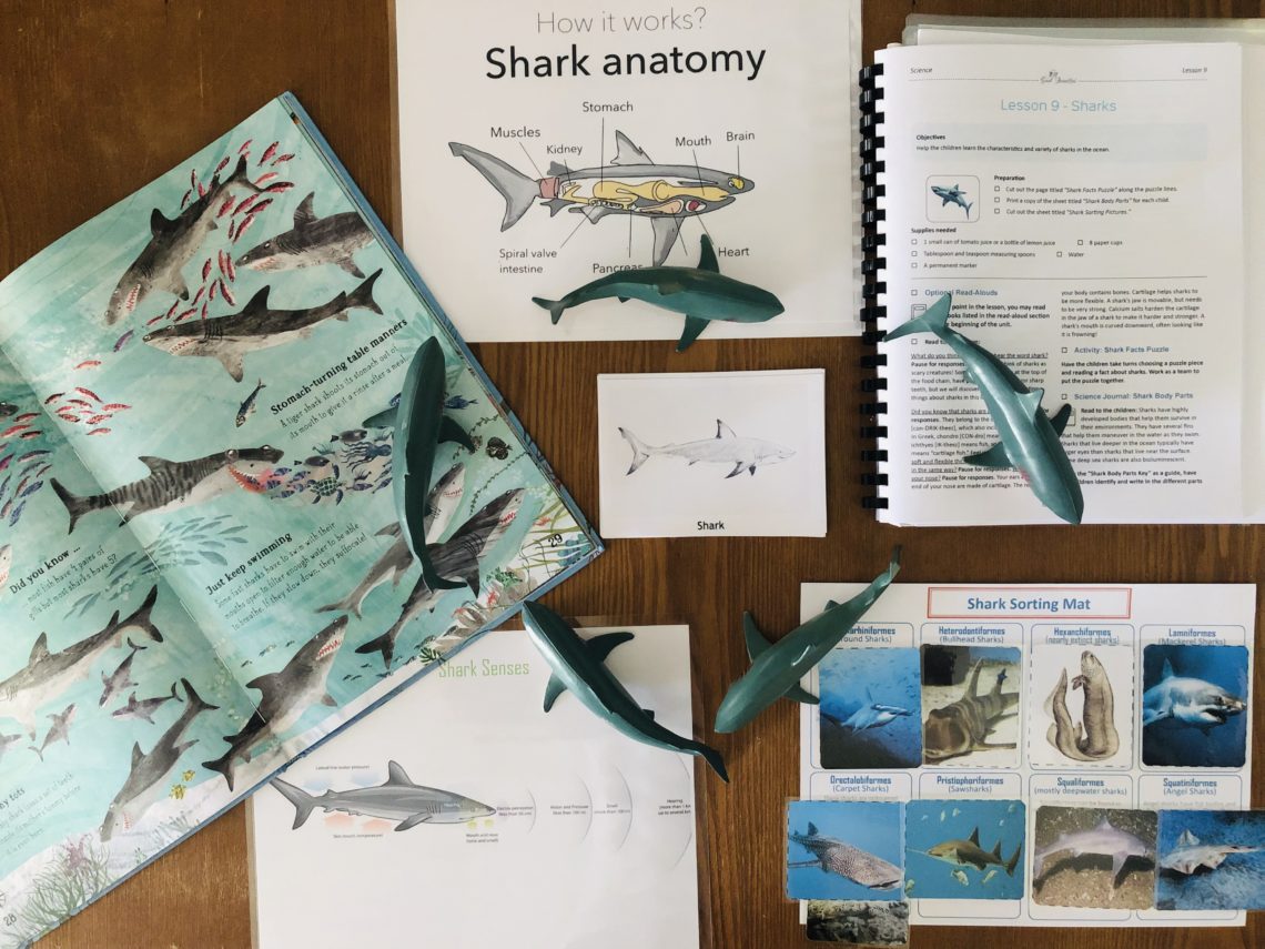 Ocean Unit Study - Chickie & Roo Homeschool