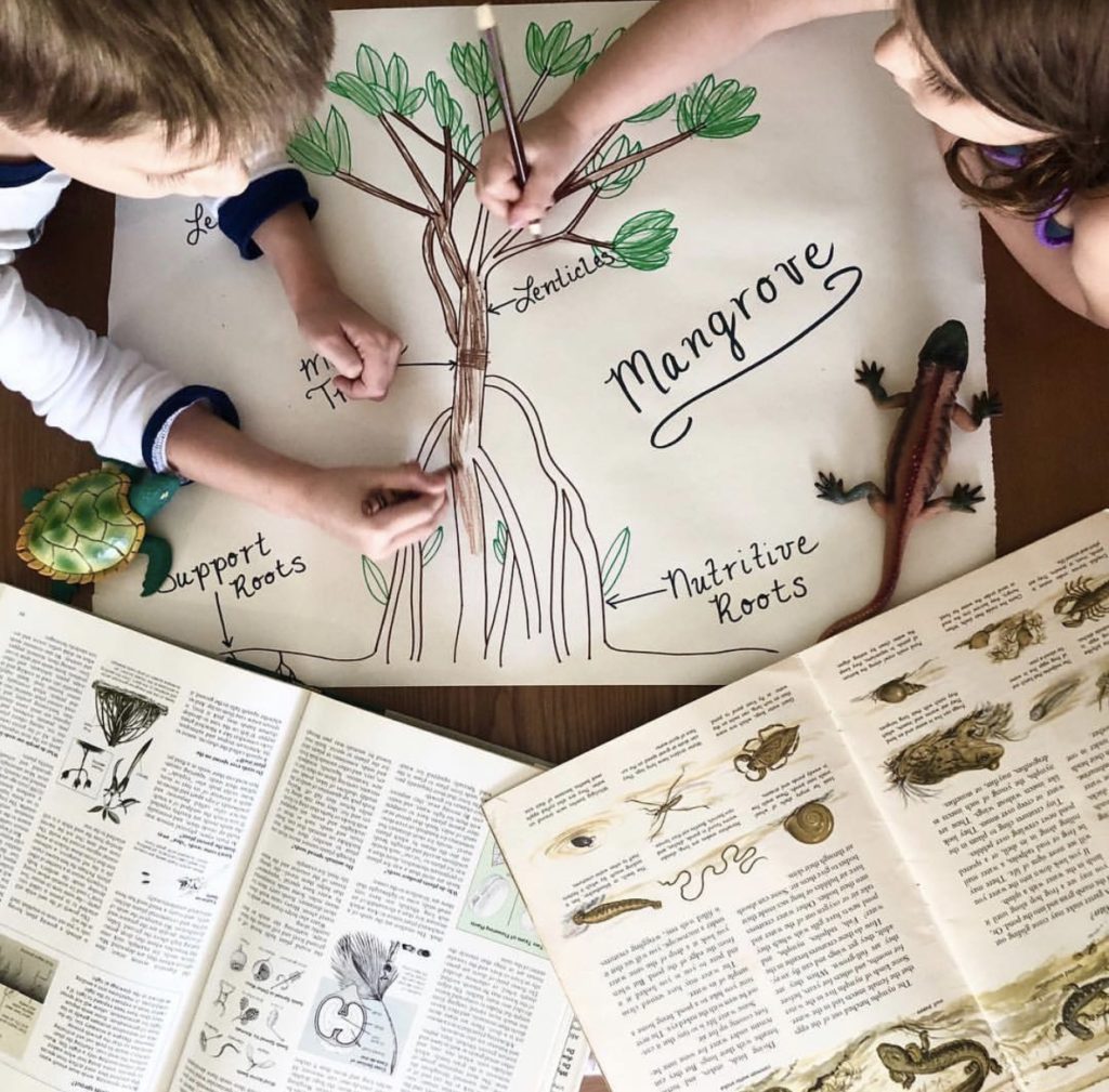 Mangrove Unit Study - Chickie & Roo Homeschool