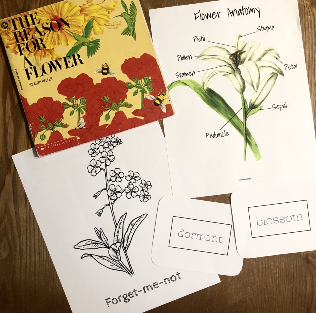 Prep Pack: Flowers - Chickie & Roo Homeschool
