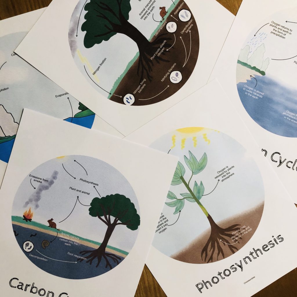 Nature Cycles Collection - Chickie & Roo Homeschool