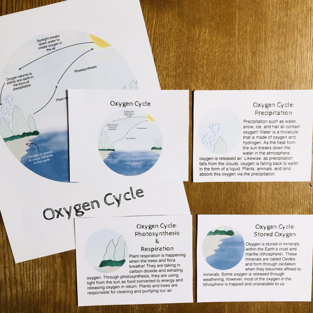 Nature Cycles Collection - Chickie & Roo Homeschool