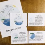 Nature Cycles Collection - Chickie & Roo Homeschool