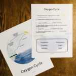 Nature Cycles Collection - Chickie & Roo Homeschool