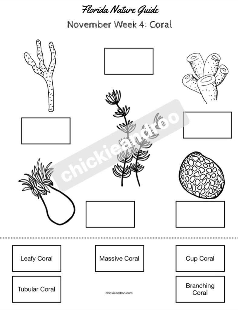 Florida Nature Guide - Chickie & Roo Homeschool