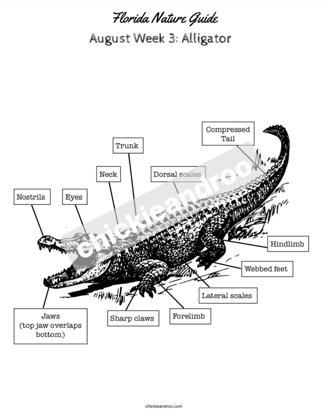 Florida Nature Guide - Chickie & Roo Homeschool