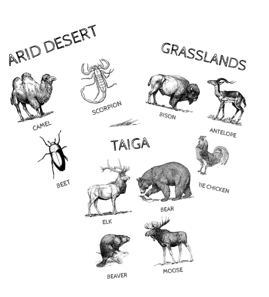 Biomes Coloring Book - Chickie & Roo Homeschool