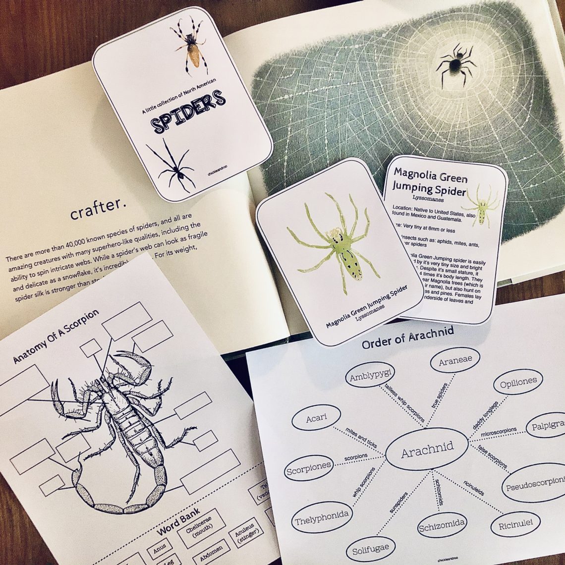 Prep Pack: Spiders - Chickie & Roo Homeschool