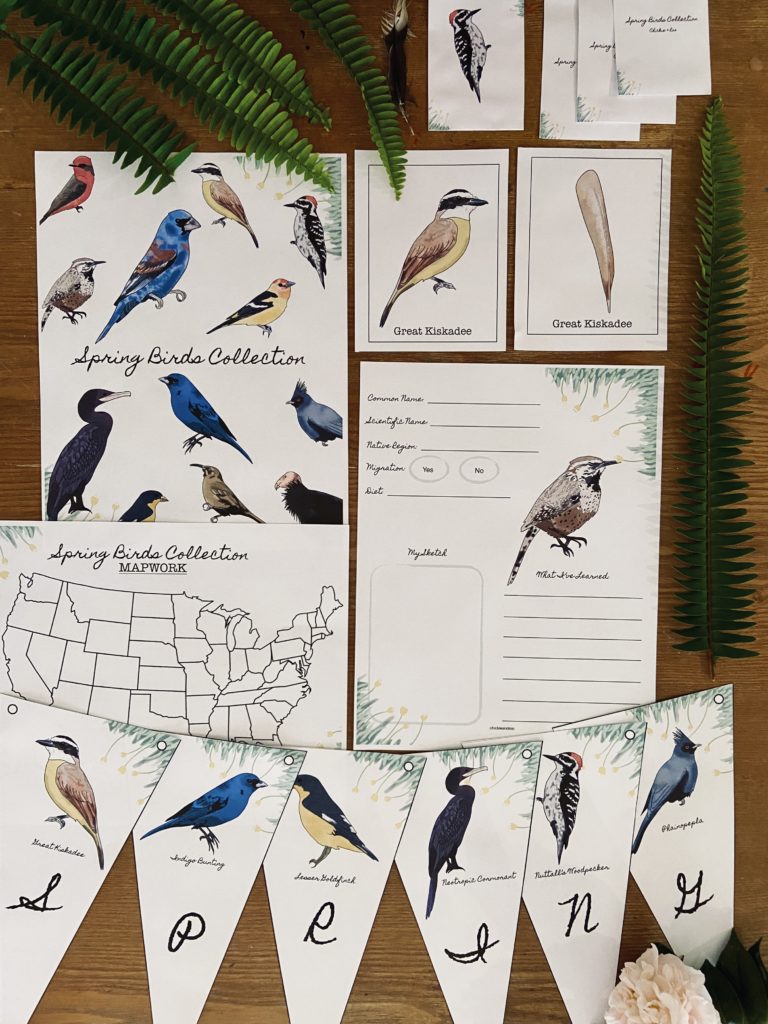 Spring Birds Collection - Chickie & Roo Homeschool