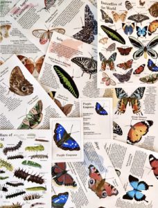 Home - Chickie & Roo Homeschool