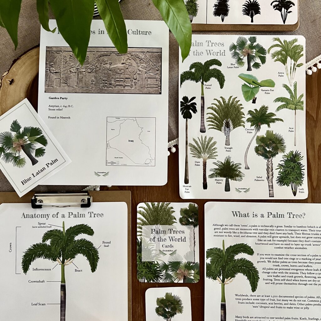 PALM TREES OF THE WORLD - Chickie & Roo Homeschool