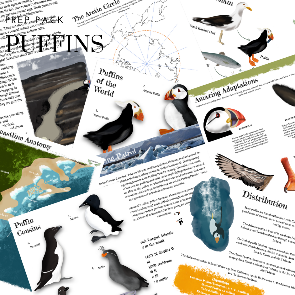 Puffins Prep Pack - Chickie & Roo Homeschool